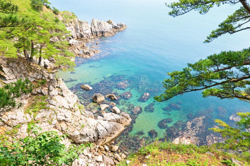 Korean Rock Pines Over The Sea Bay Stock Photo - Image of grass, rural ...
