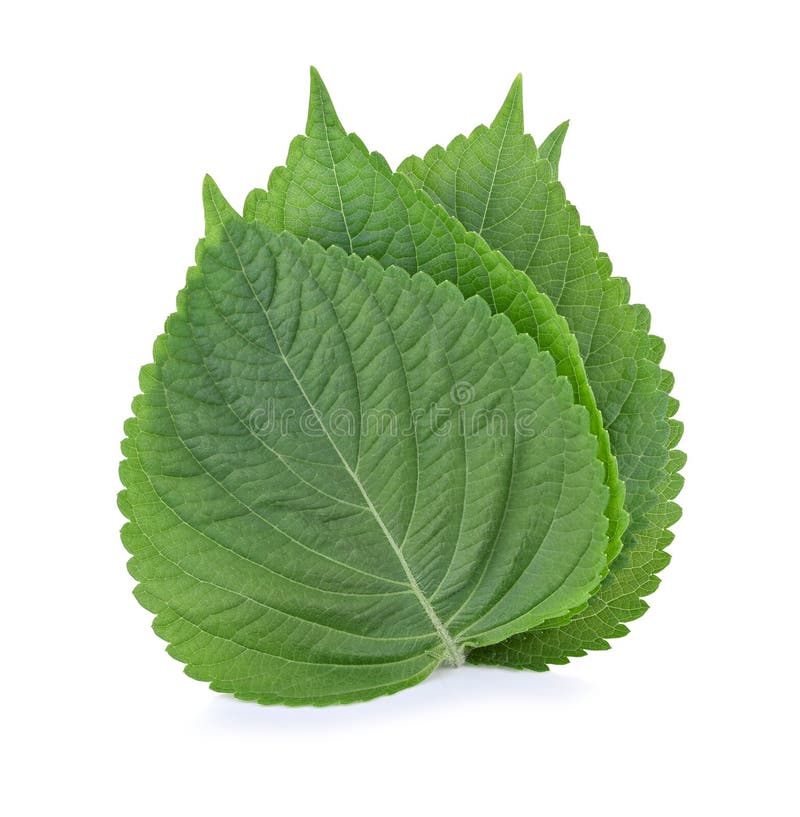 Korean Sesame Leaves in Bowl on White Background Stock Photo - Image of ...
