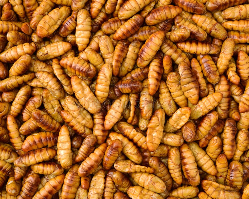 Korean Silkworm - Beondaegi Stock Photo - Image of beondaegi, silkworm ...