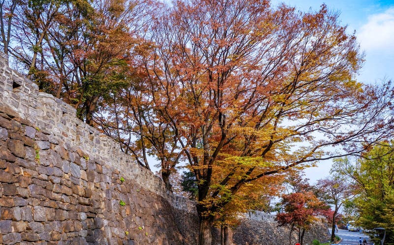 Yellow Maple Tree and Leaf with Korea Traditional Wall Stock Photo ...
