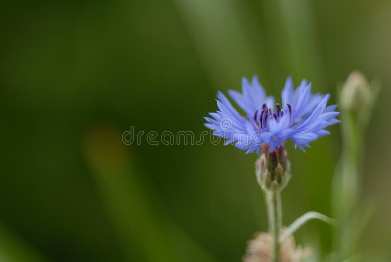 Korenbloem stock afbeelding. Image of ontwerp, flora - 35060539