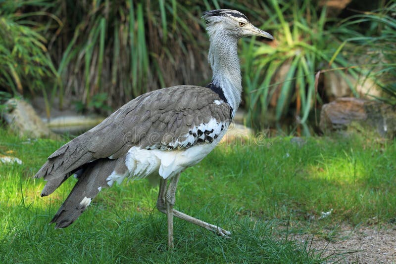 Kori Bustard Ardeotis kori stock photo. Image of area - 89266296