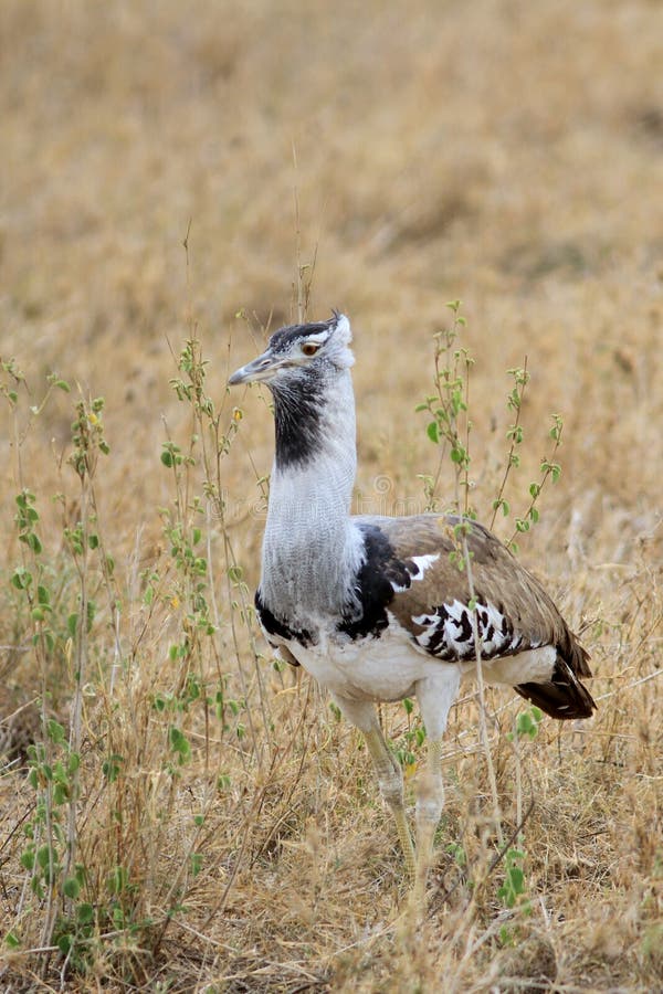 Giant bustard in kenya stock image. Image of creature - 120733329