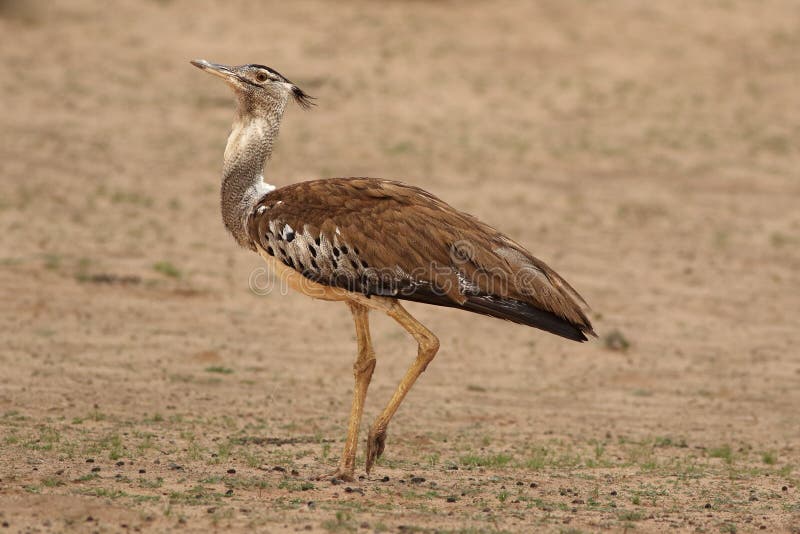 The Kori Bustard Ardeotis Kori is Walking in Riverbed of Dried River in ...
