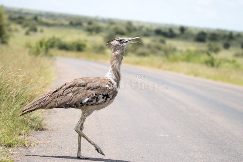 Kori Bustard in Kruger Park Stock Photo - Image of animals, beauty ...