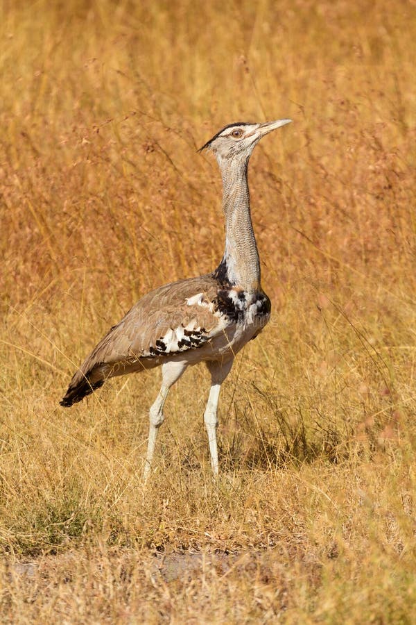 African Bird, Kori Bustard, in the Bush Stock Photo - Image of bush ...