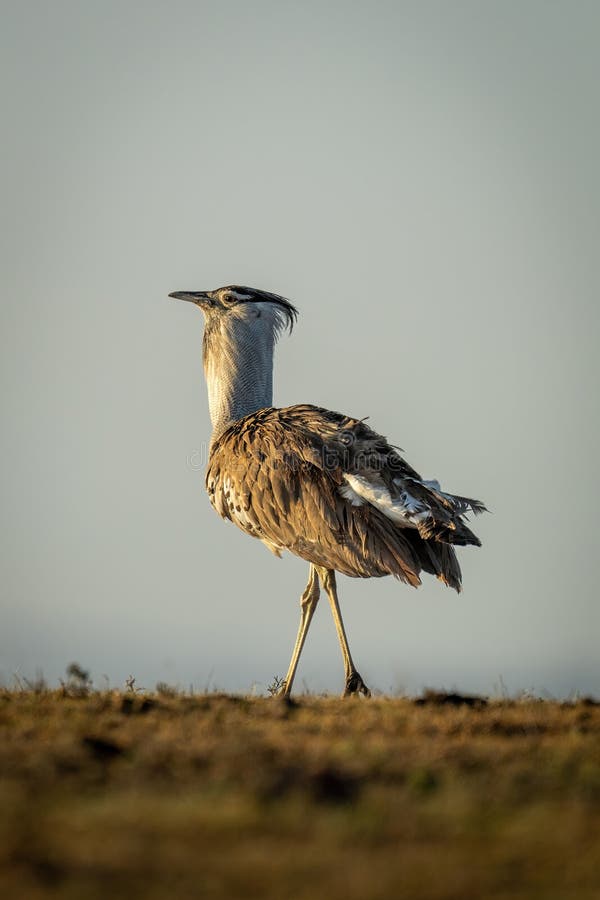 Kori Bustard Walks Along Horizon at Dawn Stock Photo - Image of plain ...