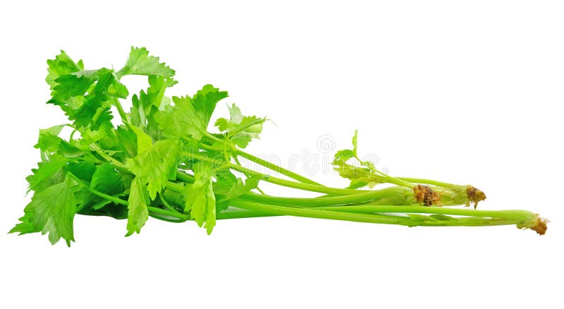 Koriander Die Op Wit Wordt Geïsoleerd Stock Afbeelding - Image of kruid ...