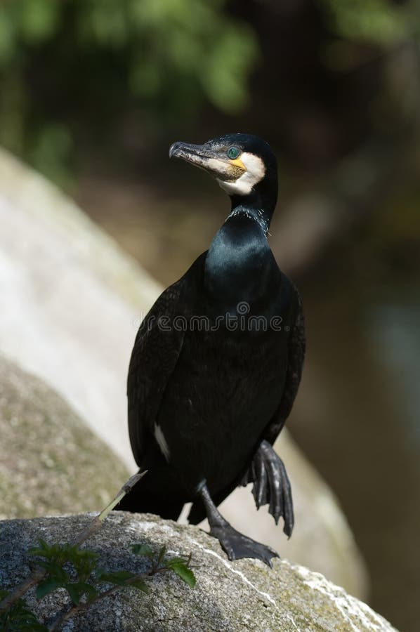 Great cormorant stock photo. Image of ocean, marine, carbo - 7213950