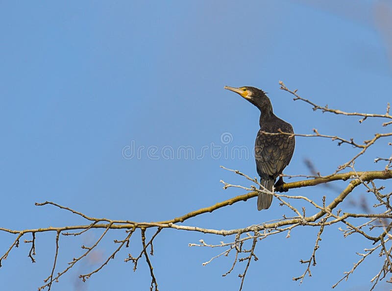 Kormoran stockfoto. Bild von auge, kopf, meer, fischen - 166807824