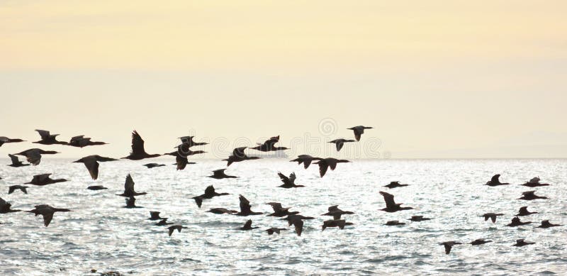 Kormorant stock photo. Image of light, flying, ocean - 40744752