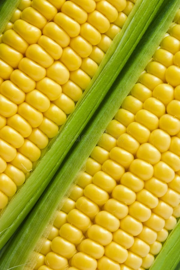 Kormus auf dem Pfeiler stockfoto. Bild von gemüse, nahaufnahme - 2909224