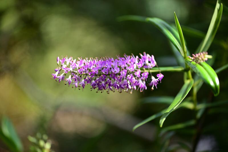 Koromiko the Hebe Salifcifolia 1 Stock Photo - Image of drought, local ...