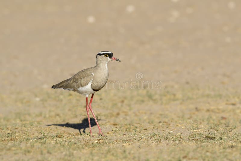 Koronowana Czajka - Vanellus Coronatus Zdjęcie Stock - Obraz złożonej z ...