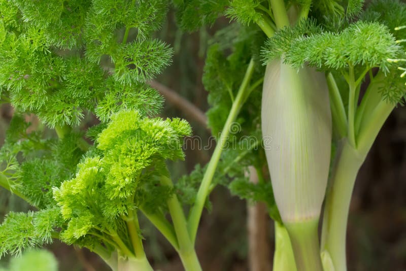 Korovin Communis Di Tenuisecta Della Ferula Della Ferula Della Pianta ...