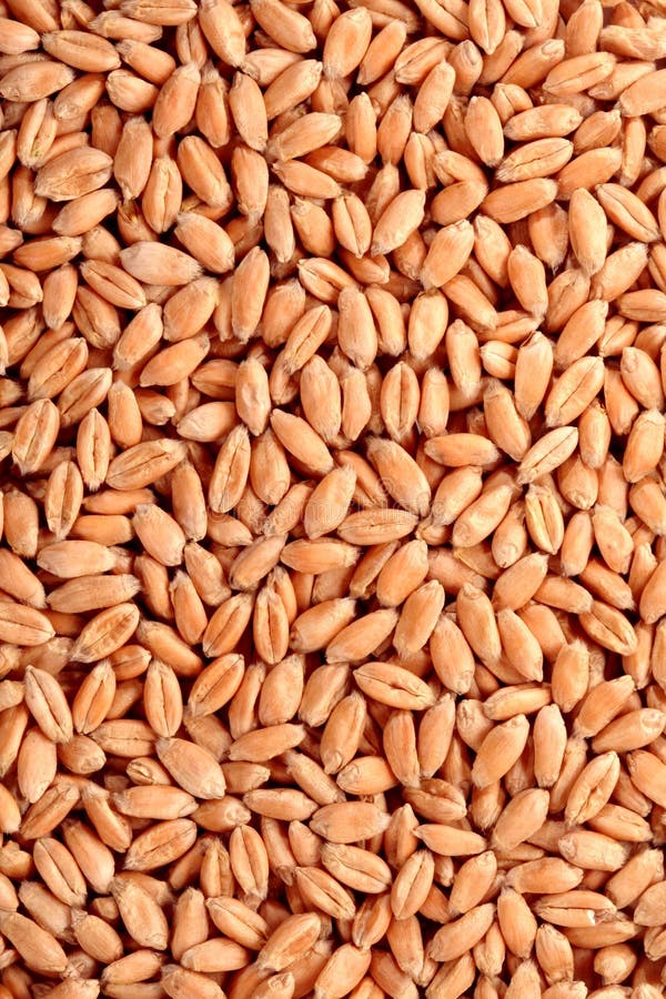 Korrels van wintertarwe stock afbeelding. Image of installatie - 3427355