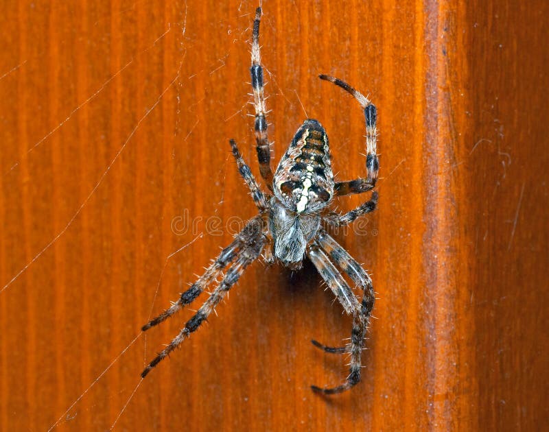 Korsspindel arkivfoto. Bild av arabs, fluga, netto, silke - 10011126