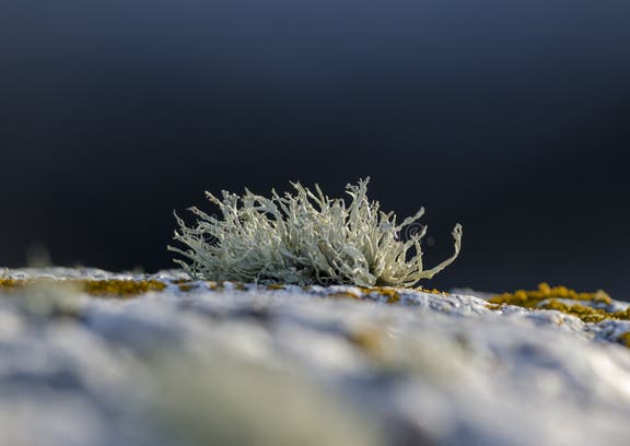 Korstmos stock afbeelding. Image of flora, noorwegen - 25501301