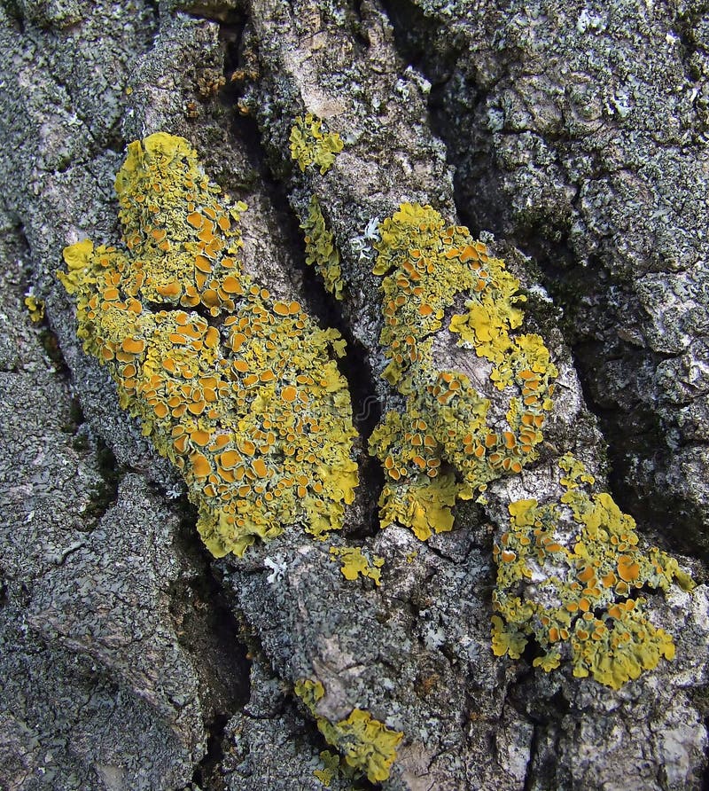 Korstmos Stockfoto's - Download 45,937 Royalty Free Photos