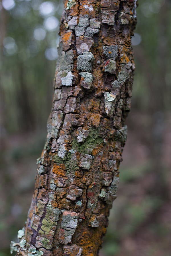 Korstmos En Mos-behandelde Schors Stock Afbeelding - Image of beuk ...