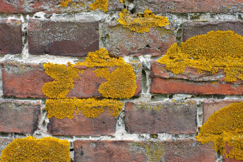 Korstmos op bakstenen muur stock afbeelding. Image of baksteen - 14935779