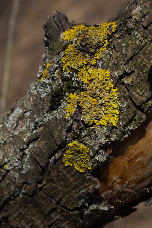 Korstmos op boom stock foto. Image of samenvatting, schors - 39817928