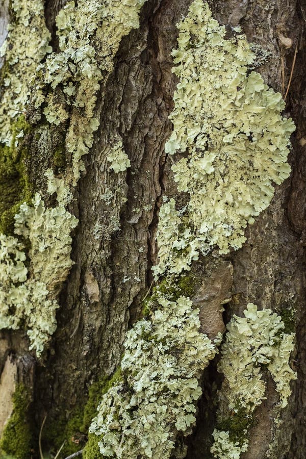 Het Korstmos Groeit Op Berk Korstmos Op De Schors Van Een Boom Stock ...