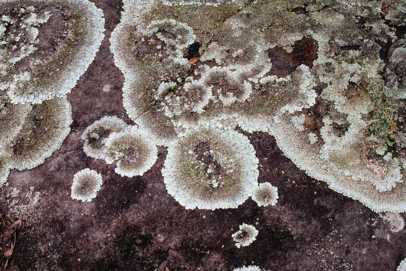 Korstmos Op De Rots, Grossglockner Stock Foto - Image of hoogte ...