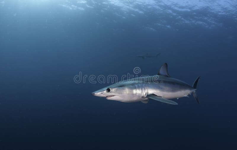 Mako haai stock foto. Image of overzees, kaken, zwemmen - 22927062