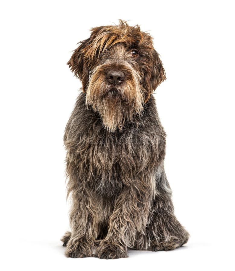 Korthals Griffon Dog, Isolated Stock Photo - Image of arraordf, poil ...