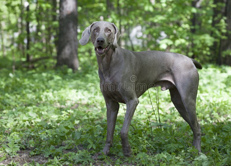 Kortharige Weimaraner-honden Openlucht Stock Foto - Image of zomer ...