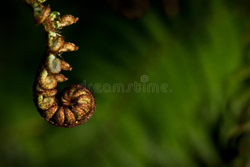 Koru #2 stock photo. Image of spiral, gardening, extend - 3197882