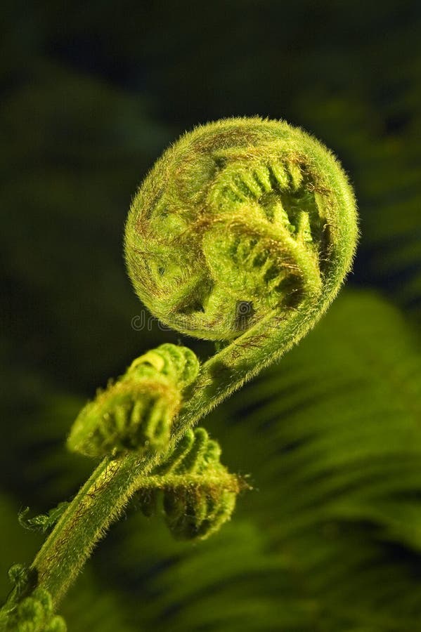 6+ Koru Free Stock Photos - StockFreeImages