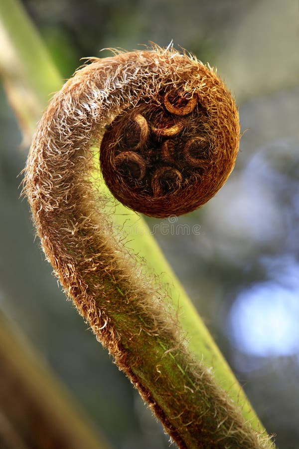 Koru stock photo. Image of emergence, black, leaves, eternity - 3197854
