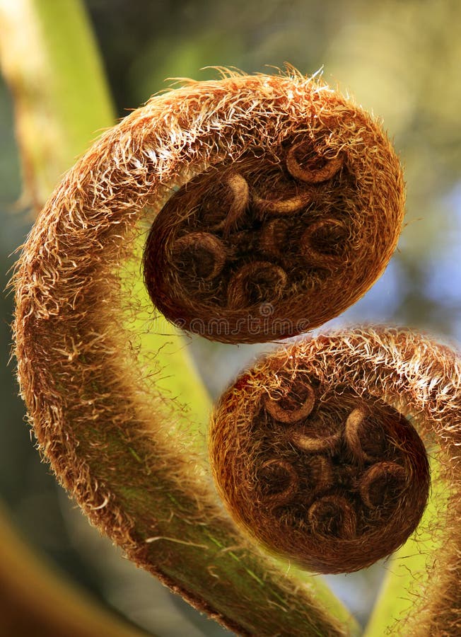 New Zealand Koru stock photo. Image of koru, symbol, fern - 8078224