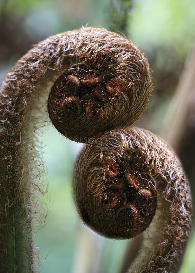 Koru Tree Fern Symbol of New Zealand Stock Image - Image of travel ...