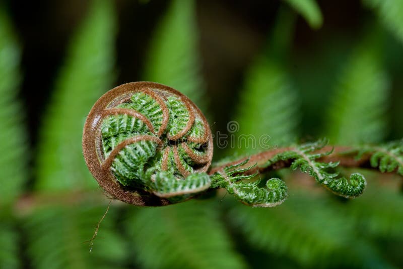 Simbolo Della Felce Di Albero Di Koru Della Nuova Zelanda Fotografia ...
