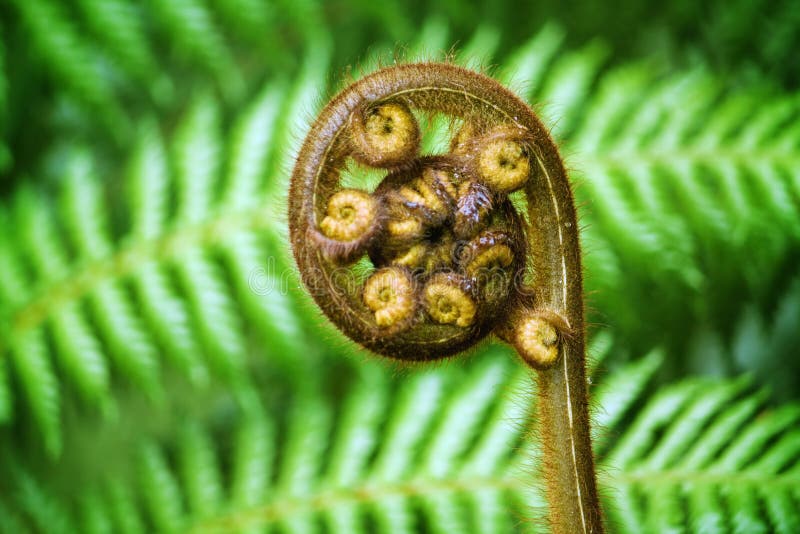 Simbolo Della Felce Di Albero Di Koru Della Nuova Zelanda Fotografia ...