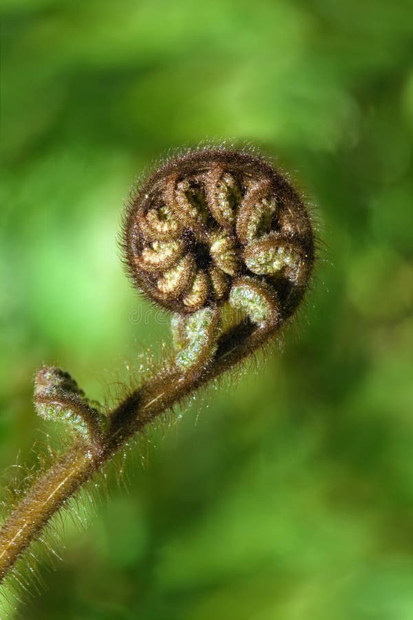 Simbolo Della Felce Di Albero Di Koru Della Nuova Zelanda Fotografia ...
