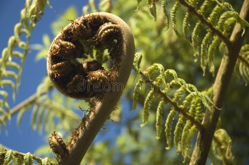 Simbolo Della Felce Di Albero Di Koru Della Nuova Zelanda Fotografia ...