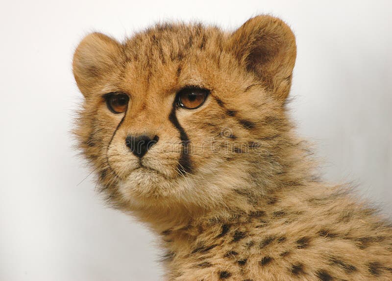 Kostbaar stock afbeelding. Image of afrika, zuiden, vlekken - 622513