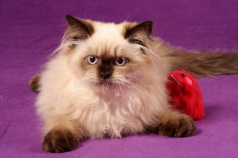 Kot himalajski pers obraz stock. Obraz złożonej z śliczny - 5068053