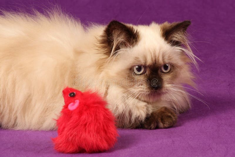 Kot himalajski pers zdjęcie stock. Obraz złożonej z kiciunia - 5068466