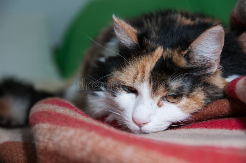 Kot jest zmęczony zdjęcie stock. Obraz złożonej z owłosiony - 63297480