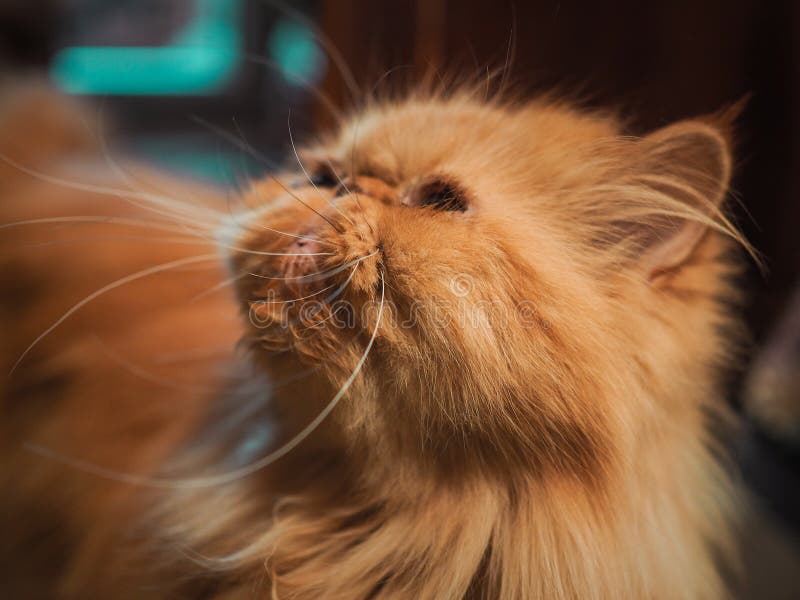 Miedzianowłosy Perski kot zdjęcie stock. Obraz złożonej z fauny - 25996054