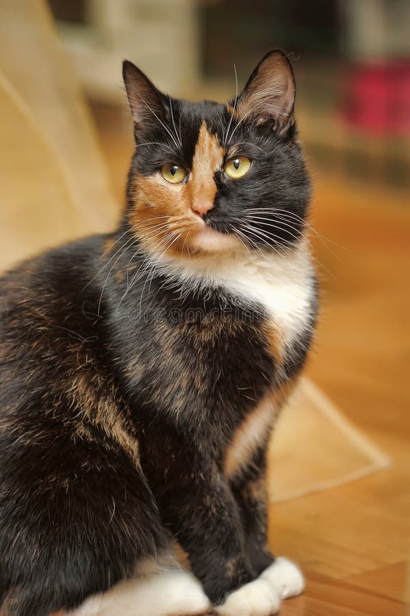 Kot tricolor zdjęcie stock. Obraz złożonej z ogromny - 40088822