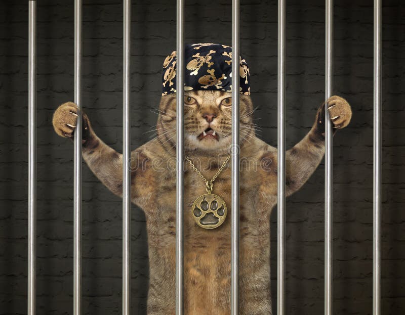 19,751 Bandyta Zdjęcia - Bezpłatne i z licenncją Royalty-Free Zdjęcia ...