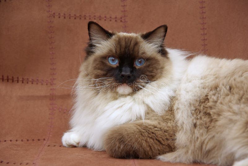 Tła Foka Czarny Kota Ragdoll Foka Zdjęcie Stock - Obraz złożonej z ...