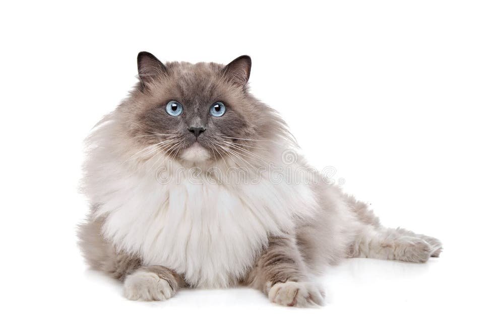 Kota ragdoll zdjęcie stock. Obraz złożonej z charcica - 24481230