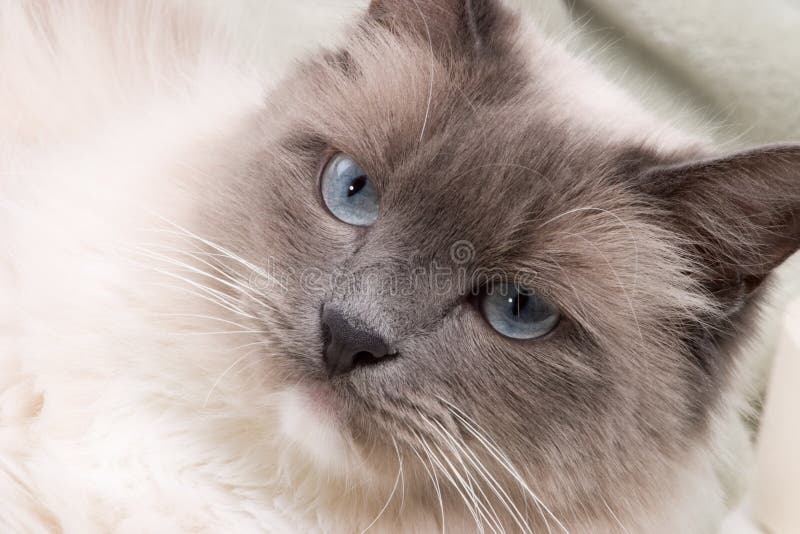 Rasa kotów Ragdoll zdjęcie stock. Obraz złożonej z ssak - 23439834